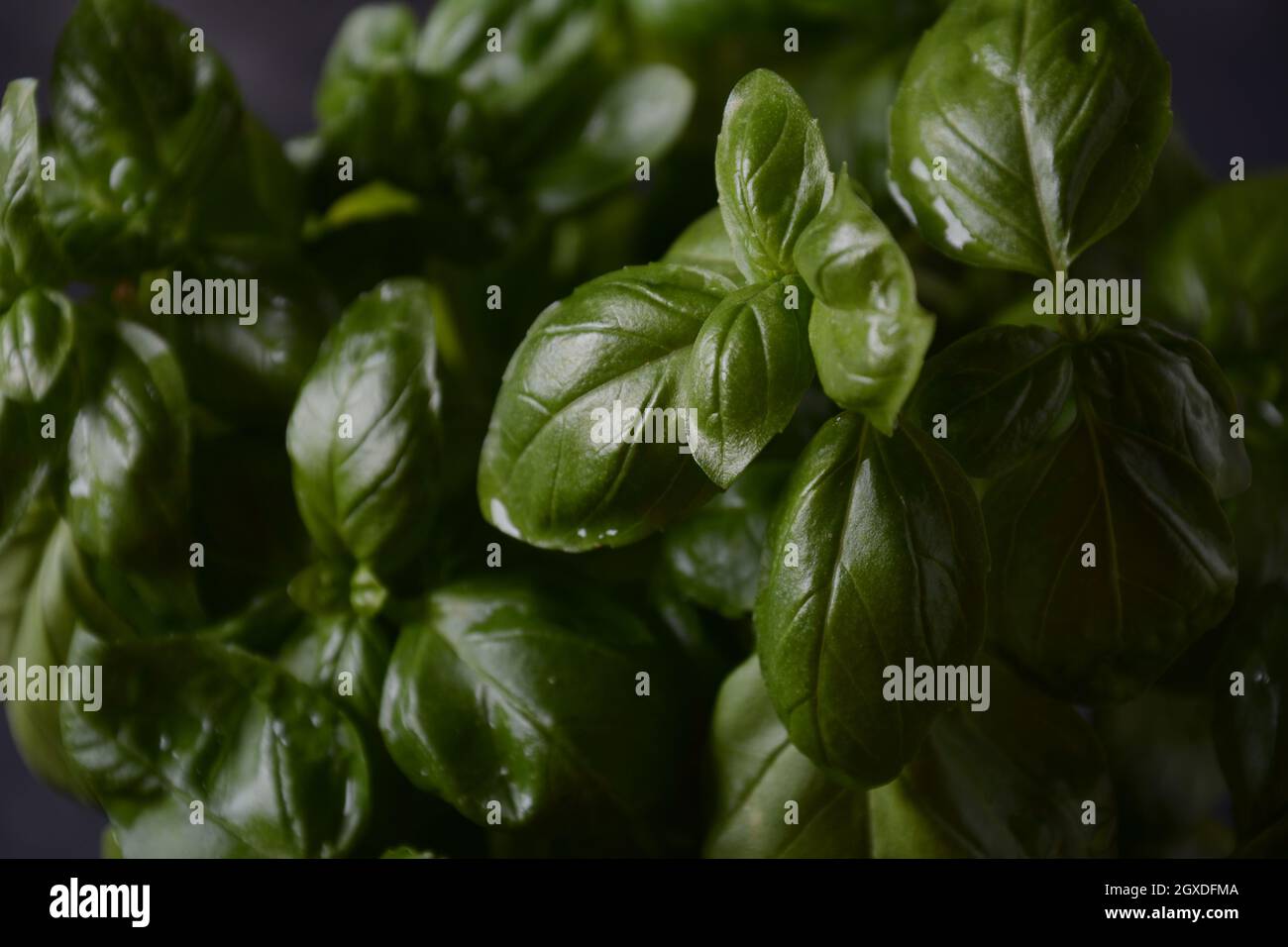 Fresh basil on a dark background. Green basil. Green basil on a dark ...