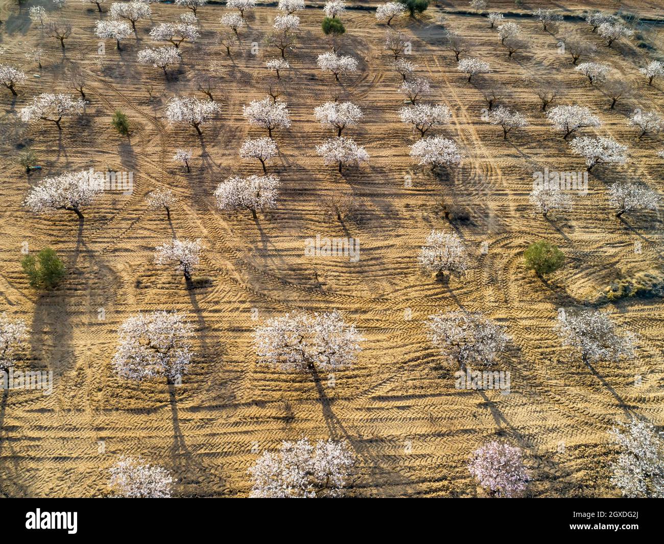 Field of almond hi-res stock photography and images - Alamy