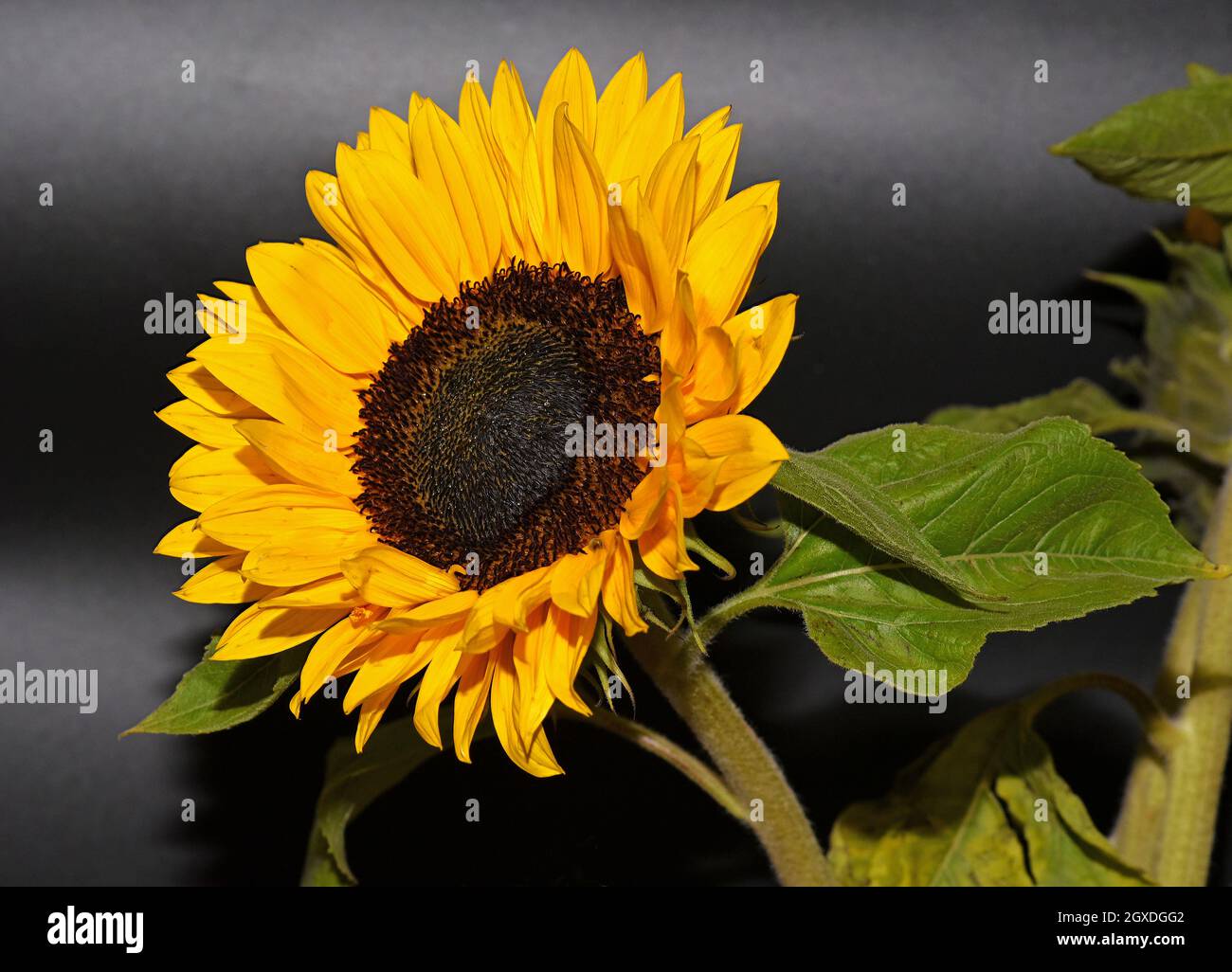 Sunflower Bloom Macro Stock Photo - Alamy