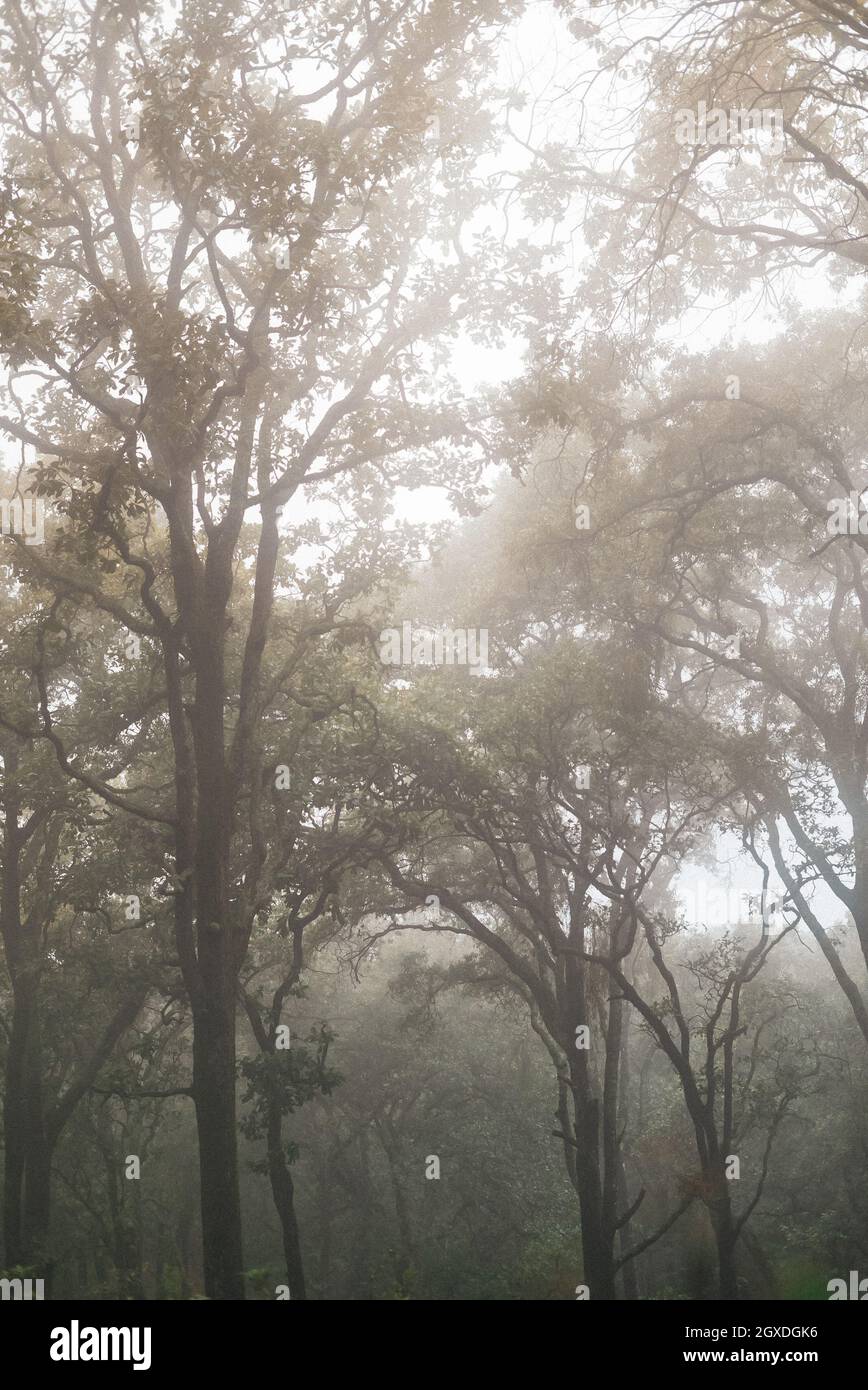Trees growing in woods covered with thick fog in gloomy day Stock Photo ...