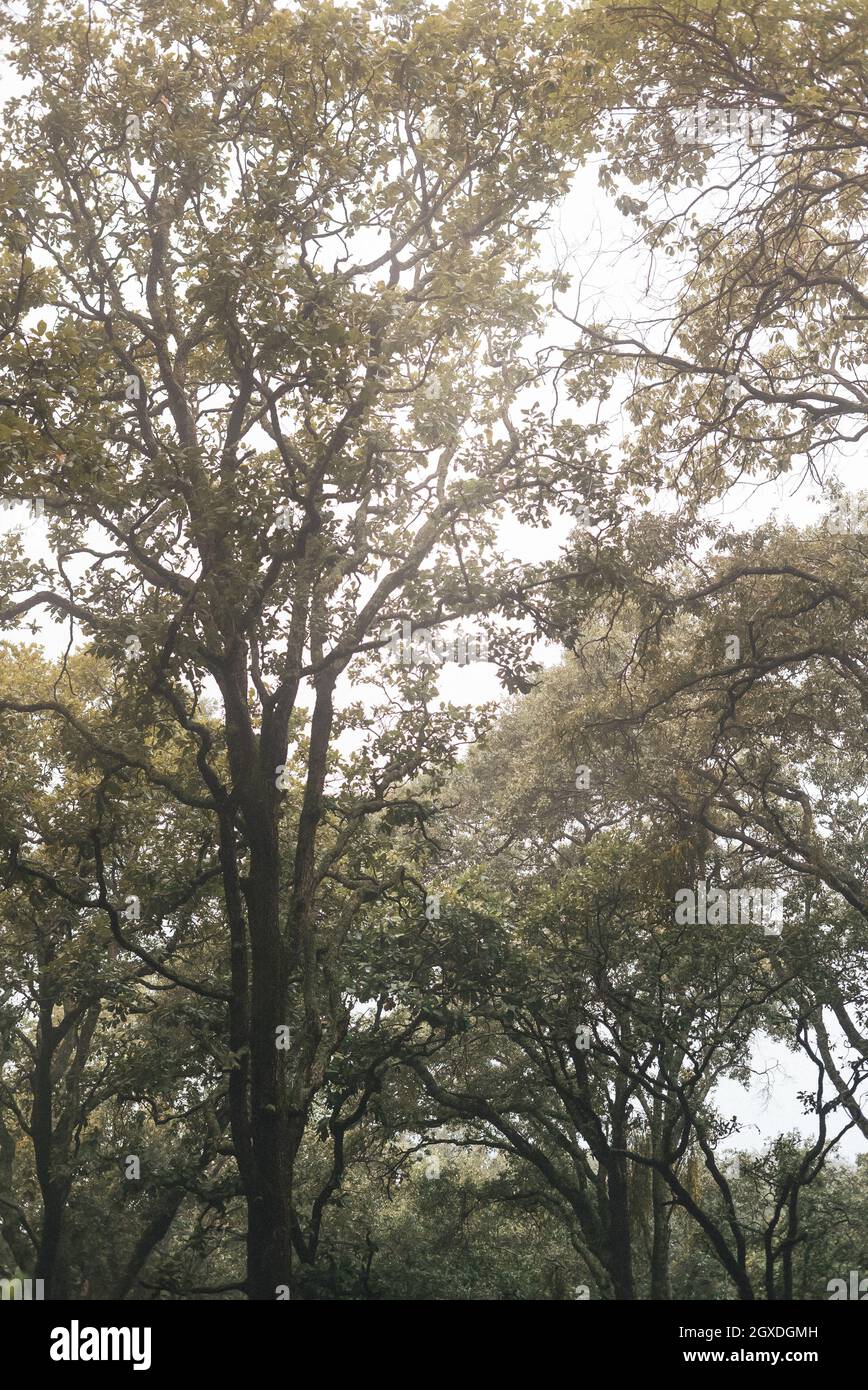 Trees growing in woods covered with thick fog in gloomy day Stock Photo ...