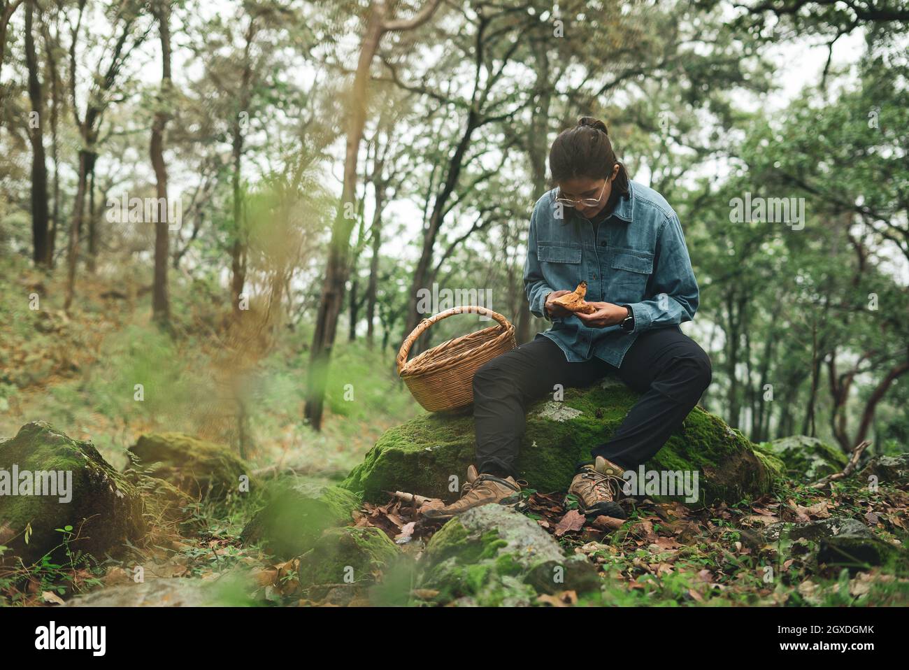 Serious female mycologist sitting on mossy boulder looking at Lactarius ...
