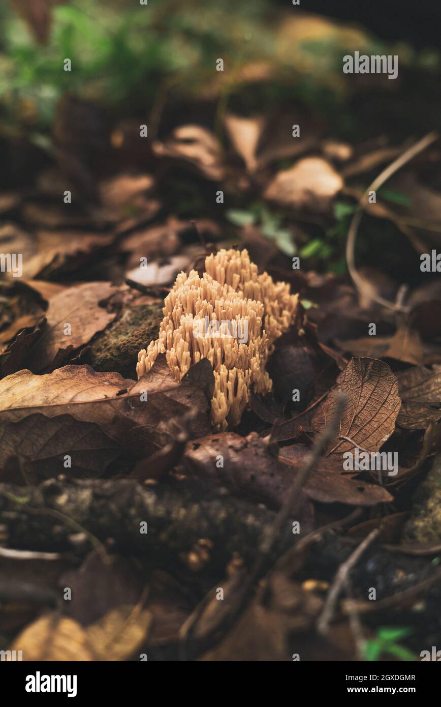 Edible Ramaria coral fungi mushroom growing on ground covered with ...