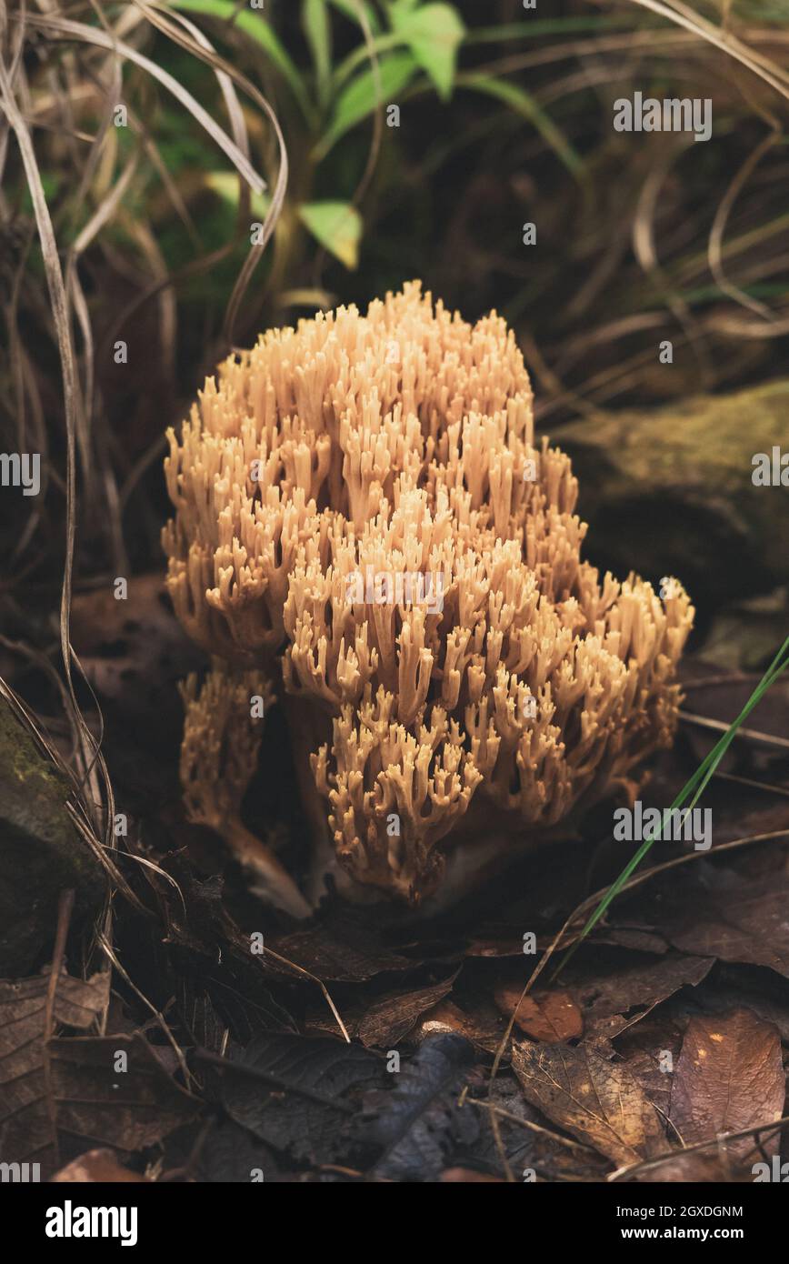 Edible Ramaria coral fungi mushroom growing on ground covered with ...