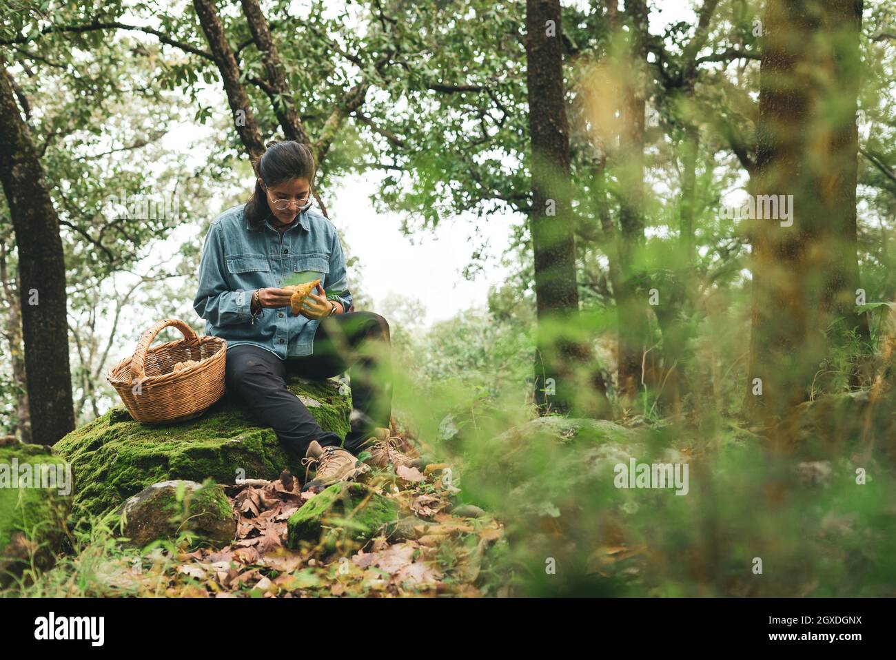 Serious female mycologist sitting on mossy boulder looking at Lactarius ...