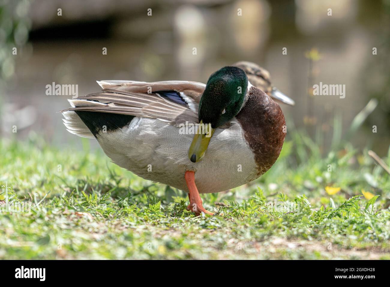 Close up of a duck in the morning in a park. The duck cleans its ...