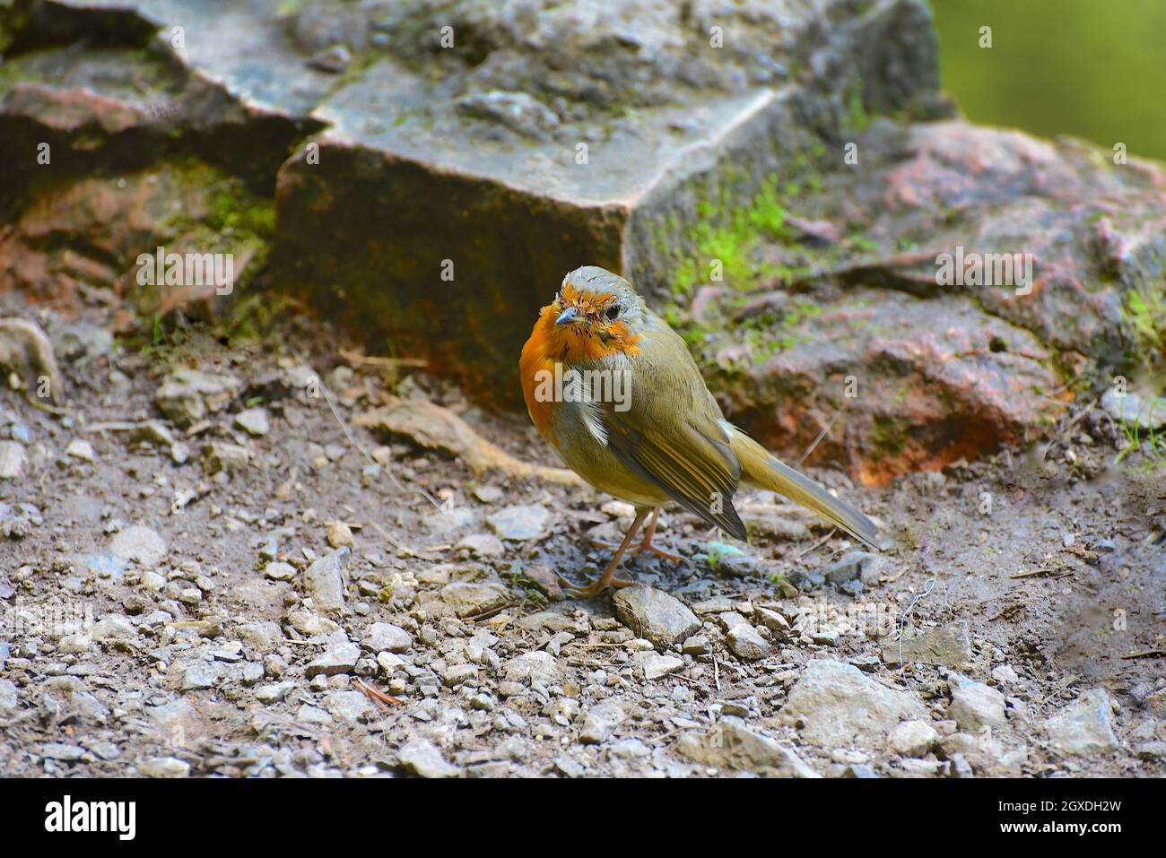 Inquisitive Robin just watching me, while sat by a lake. The Robin is ...