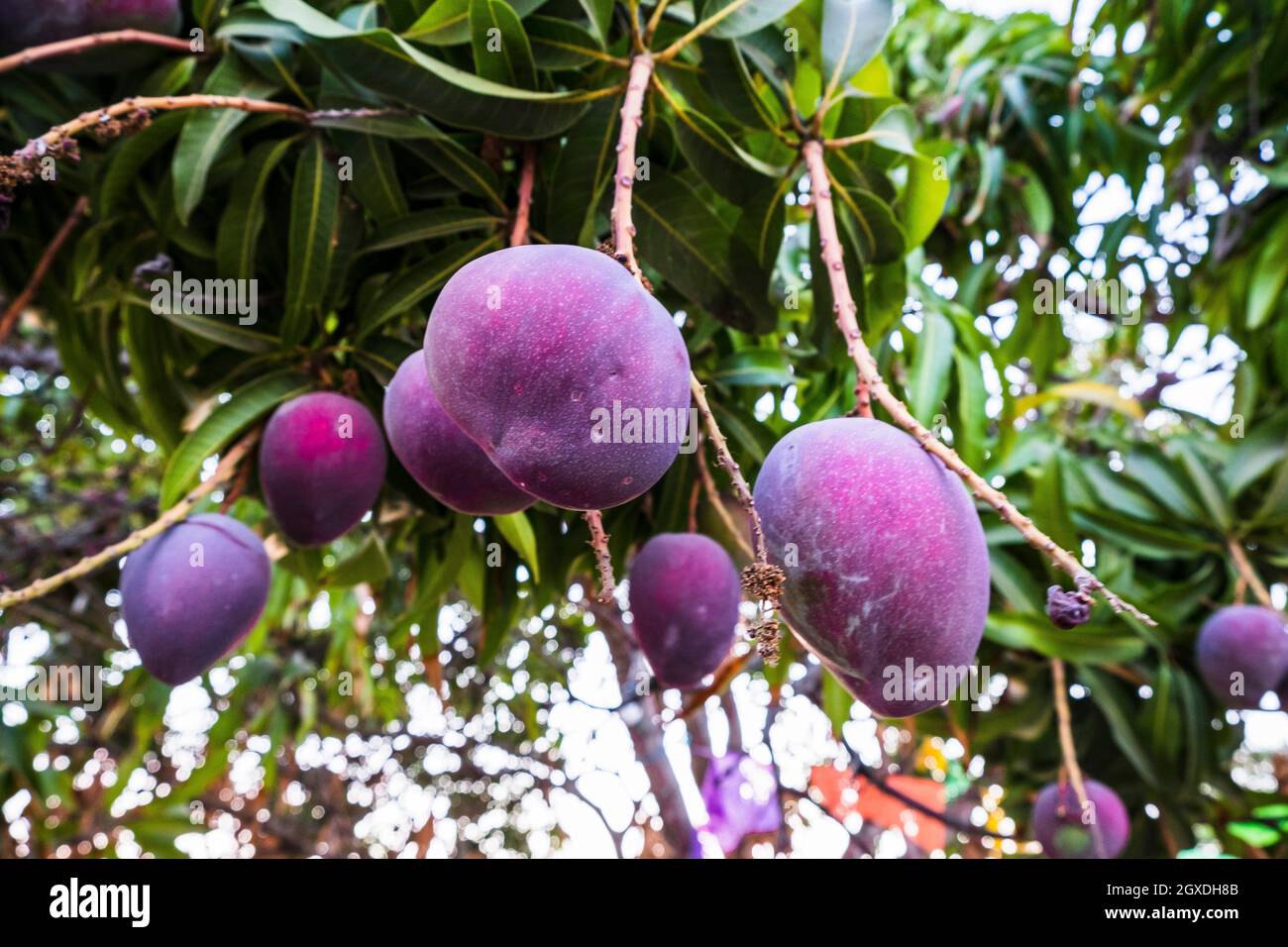 Colima colima hi-res stock photography and images - Alamy