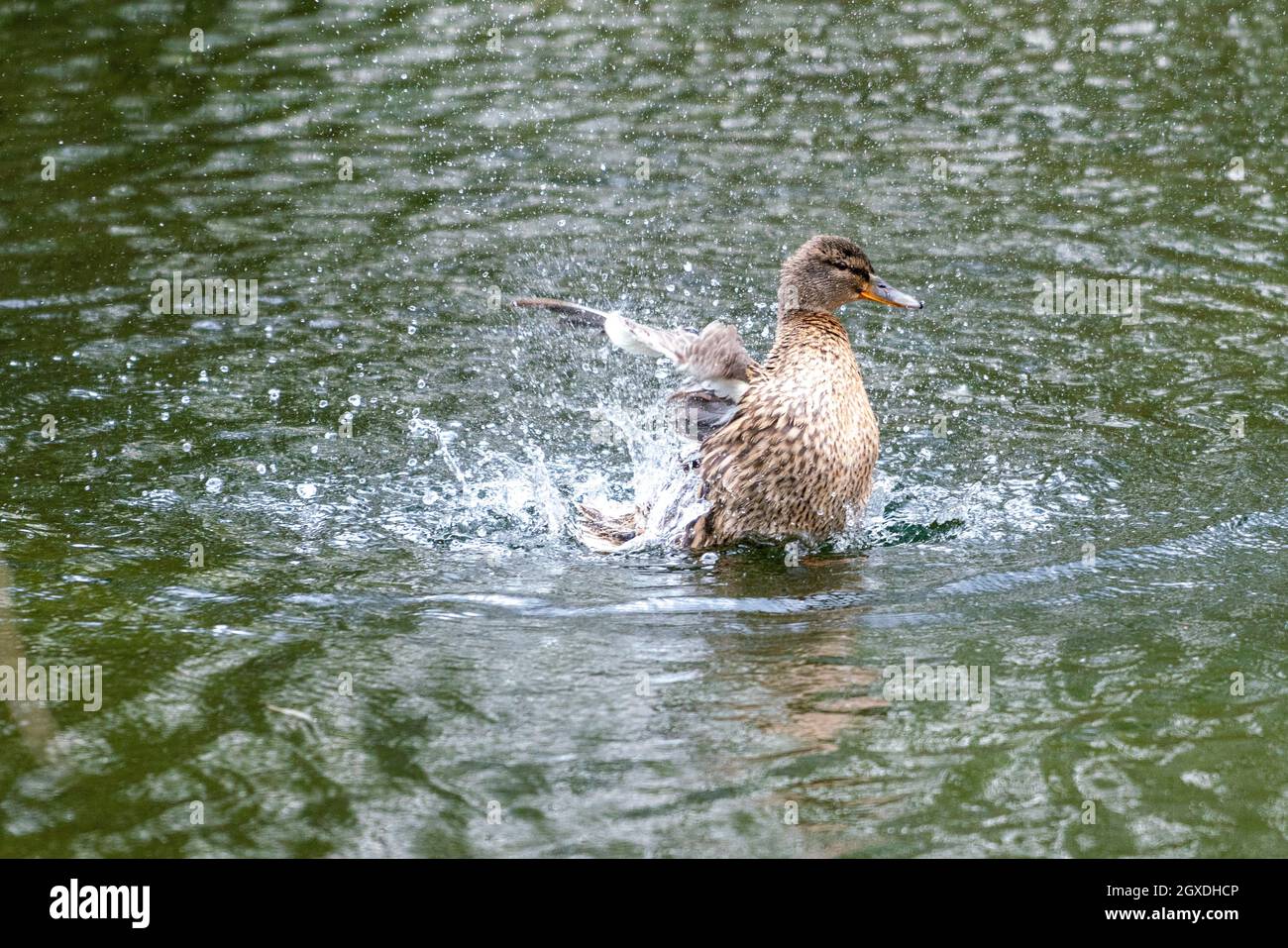 A duck romps in the water. She flaps her wings and splashes water ...