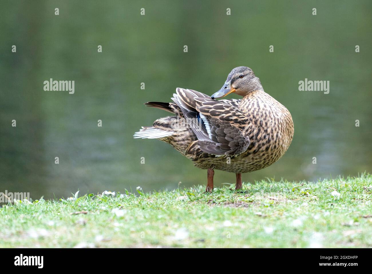 A duck romps in the meadow. She flaps her wings and is very active and ...
