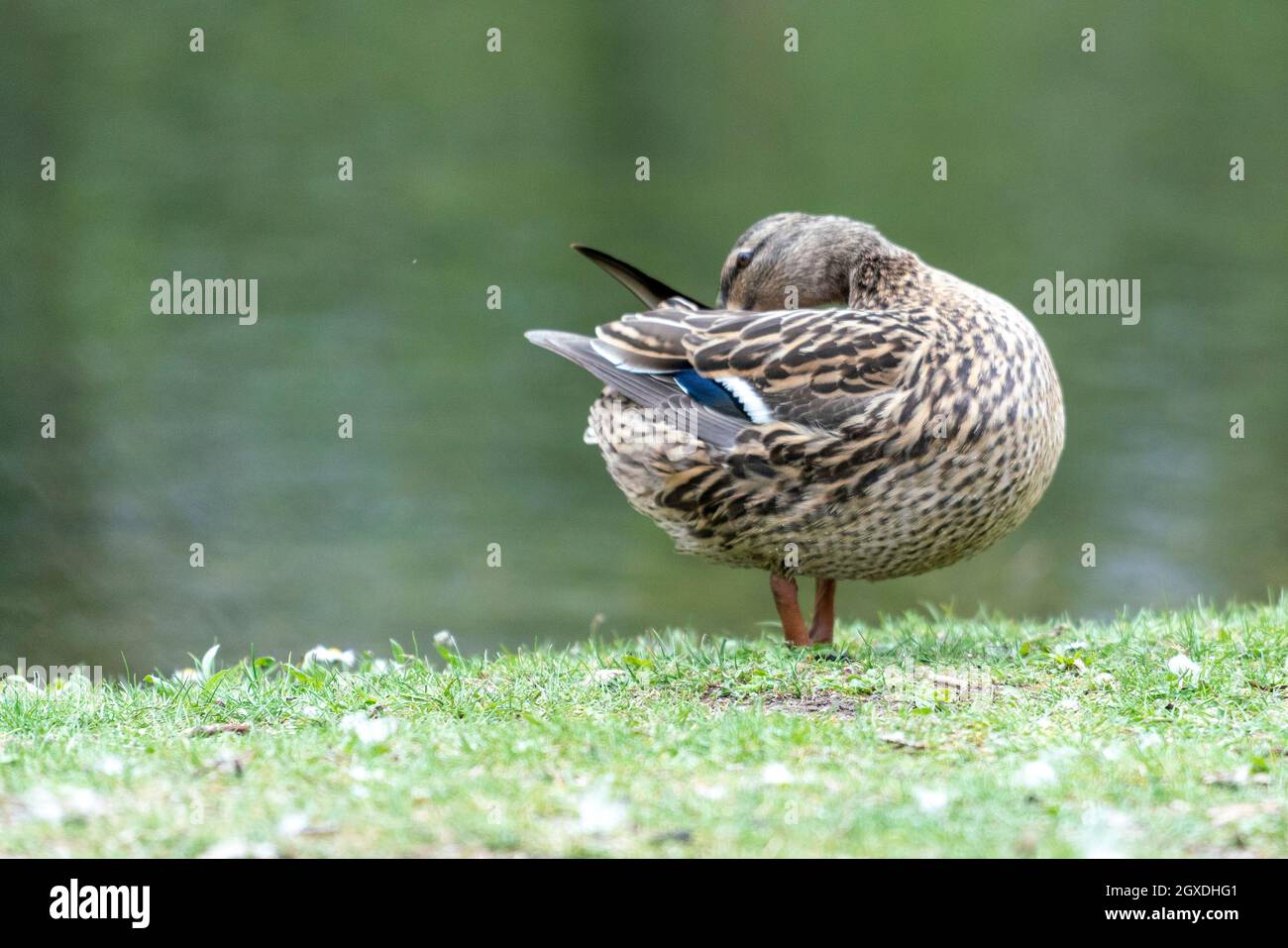 A duck romps in the meadow. She flaps her wings and is very active and ...
