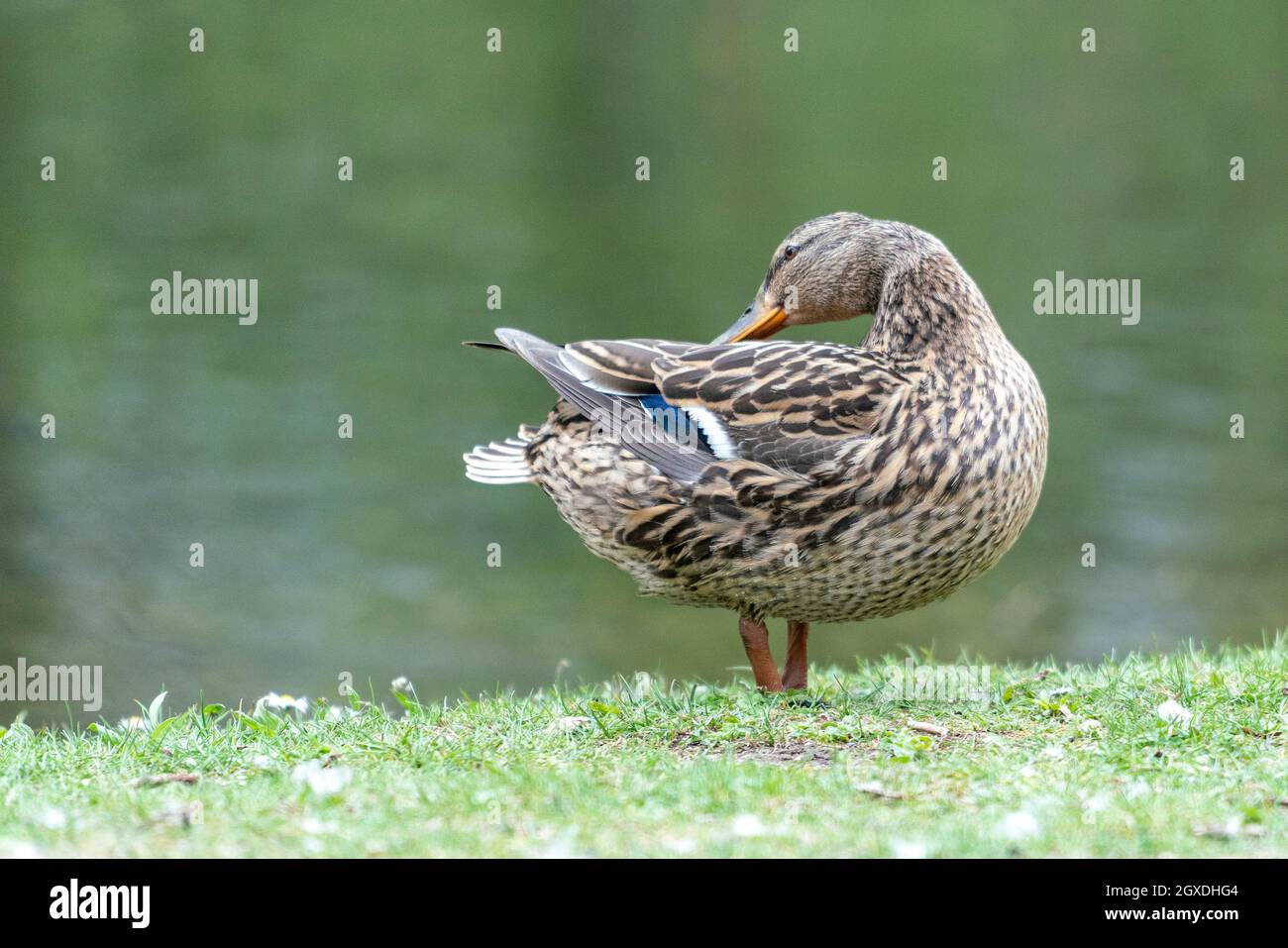 A duck romps in the meadow. She flaps her wings and is very active and ...