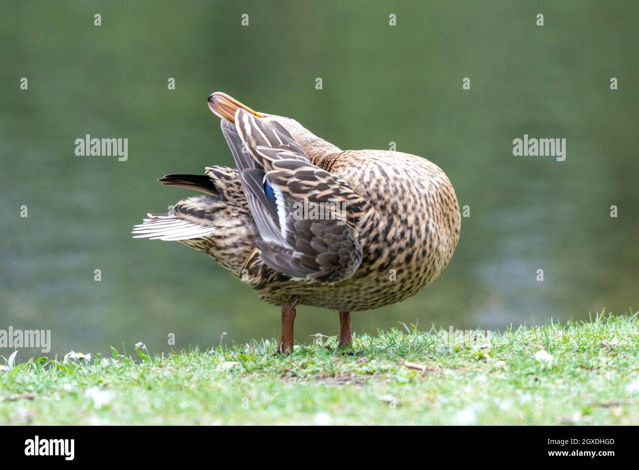 A duck romps in the meadow. She flaps her wings and is very active and ...