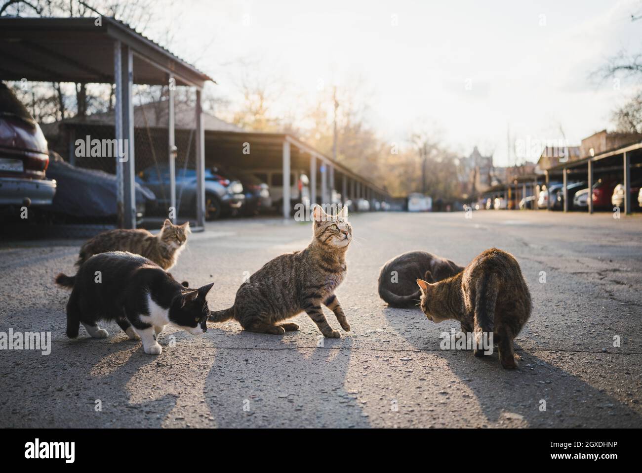 Fluffy cats meowing and begging for food while sitting on asphalt ...
