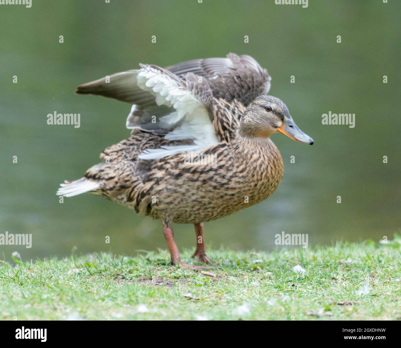 A duck romps in the meadow. She flaps her wings and is very active and ...
