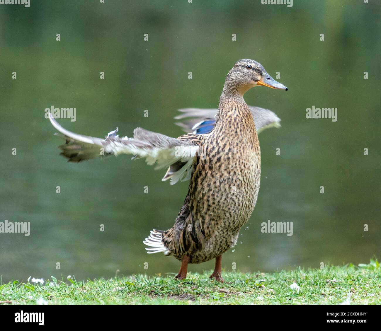 A duck romps in the meadow. She flaps her wings and is very active and ...