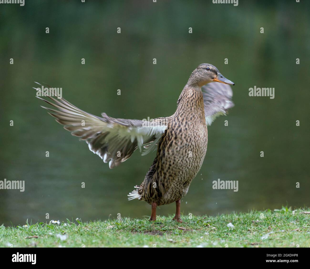 A duck romps in the meadow. She flaps her wings and is very active and ...