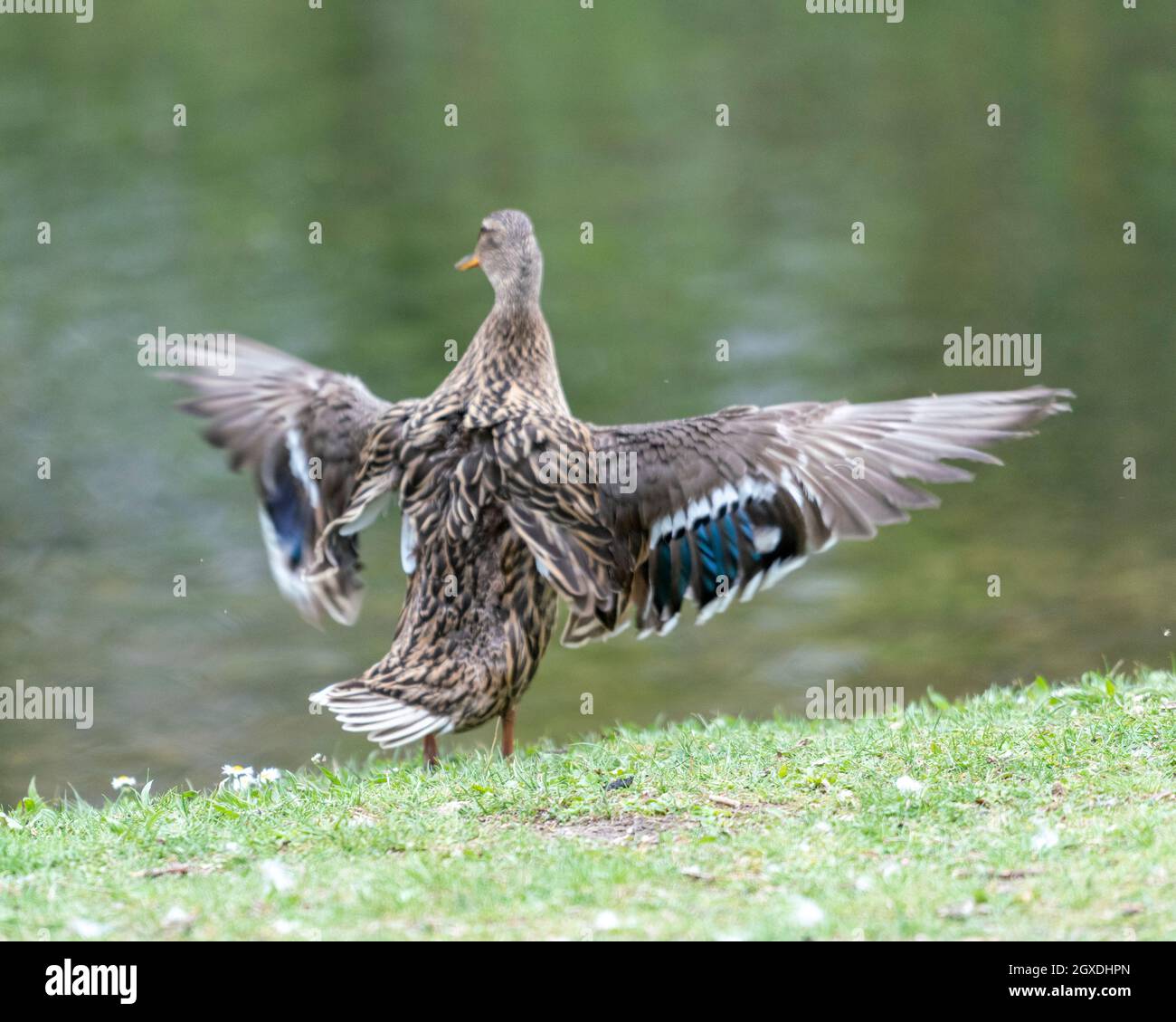 A duck romps in the meadow. She flaps her wings and is very active and ...