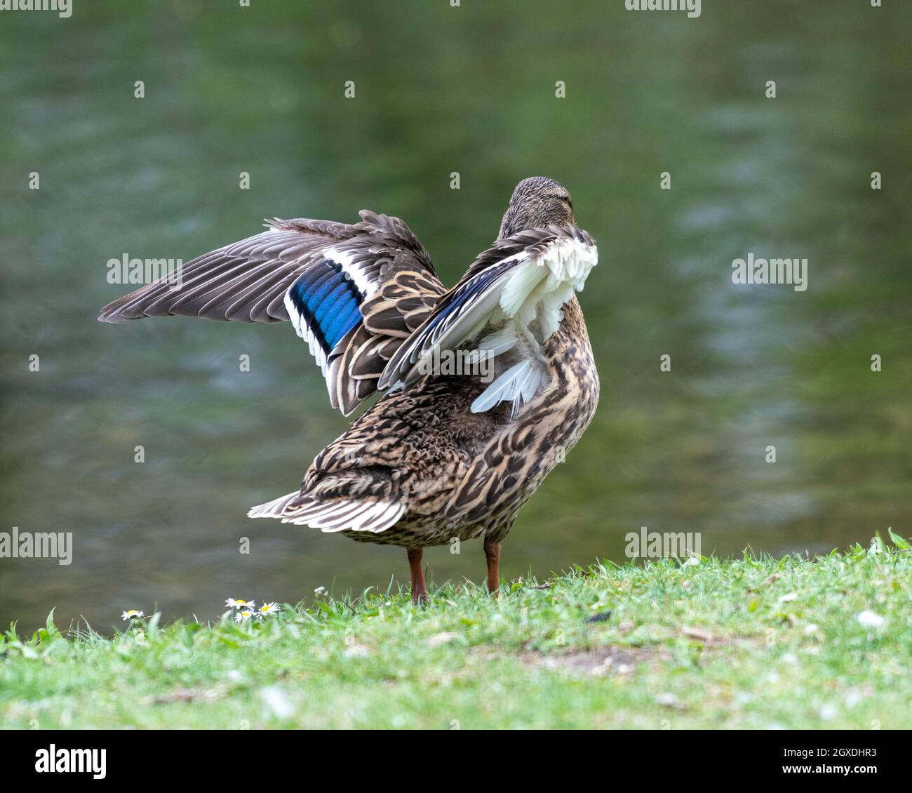 A duck romps in the meadow. She flaps her wings and is very active and ...