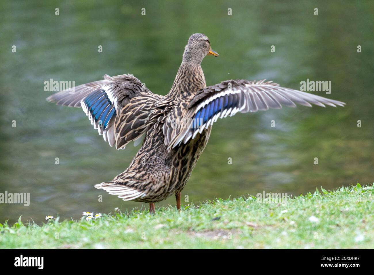 A duck romps in the meadow. She flaps her wings and is very active and ...