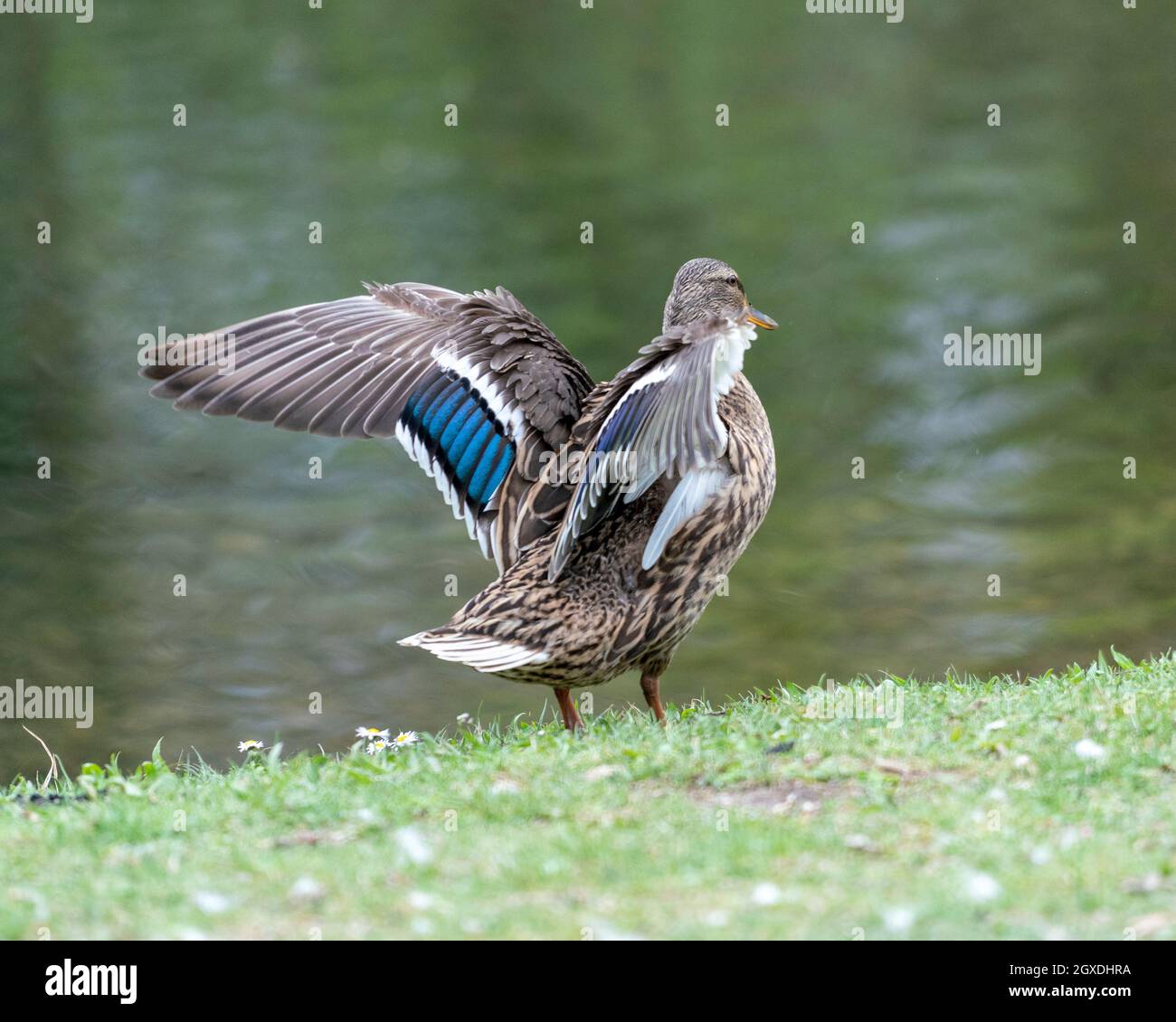 A duck romps in the meadow. She flaps her wings and is very active and ...