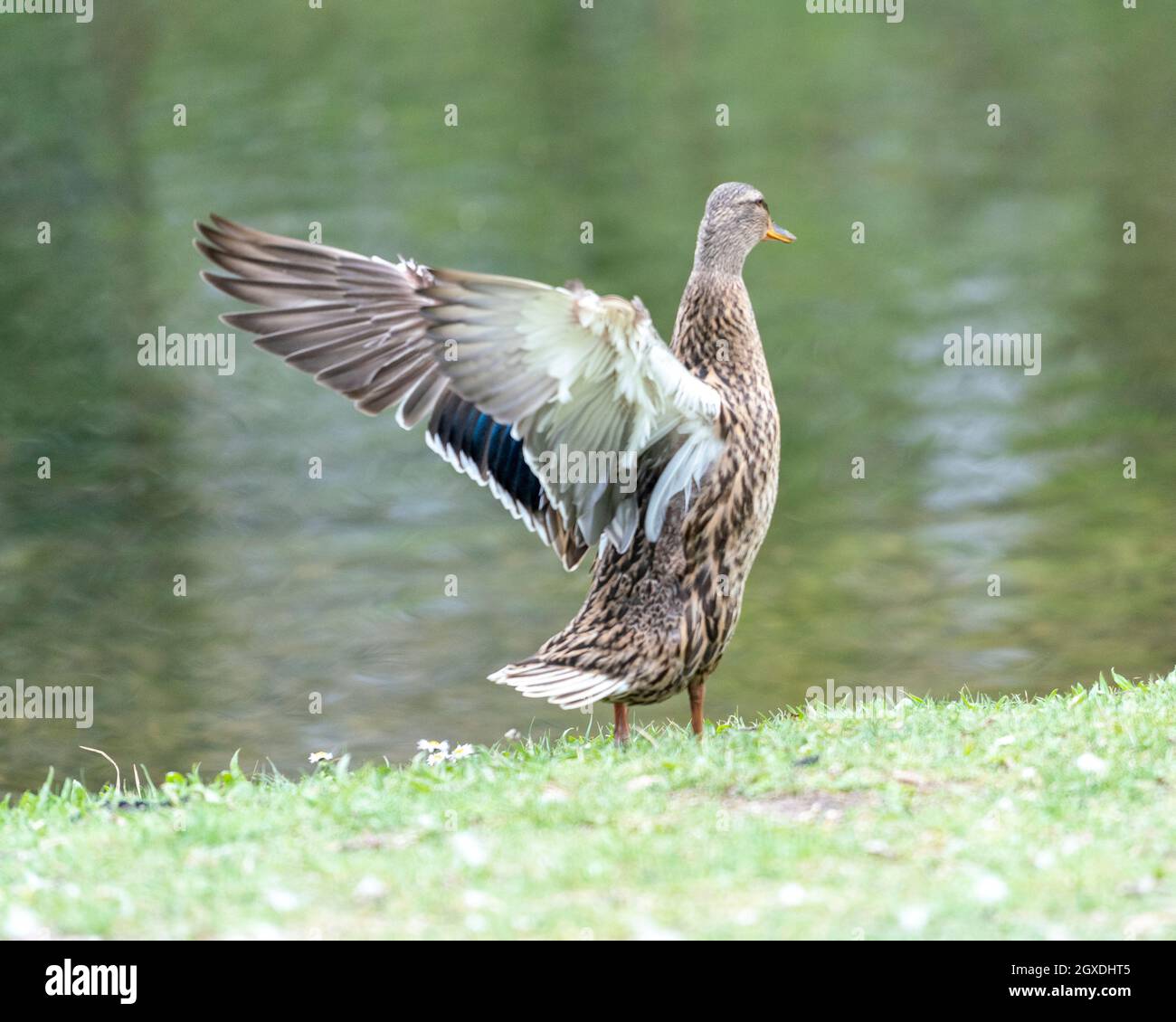A duck romps in the meadow. She flaps her wings and is very active and ...