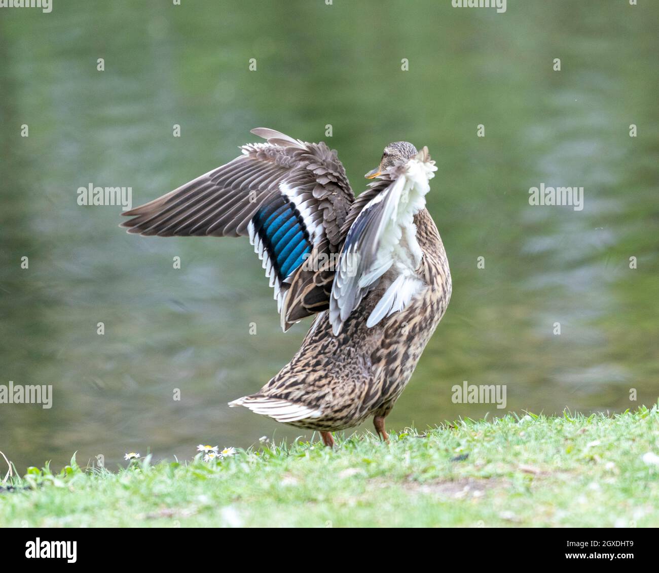 A duck romps in the meadow. She flaps her wings and is very active and ...