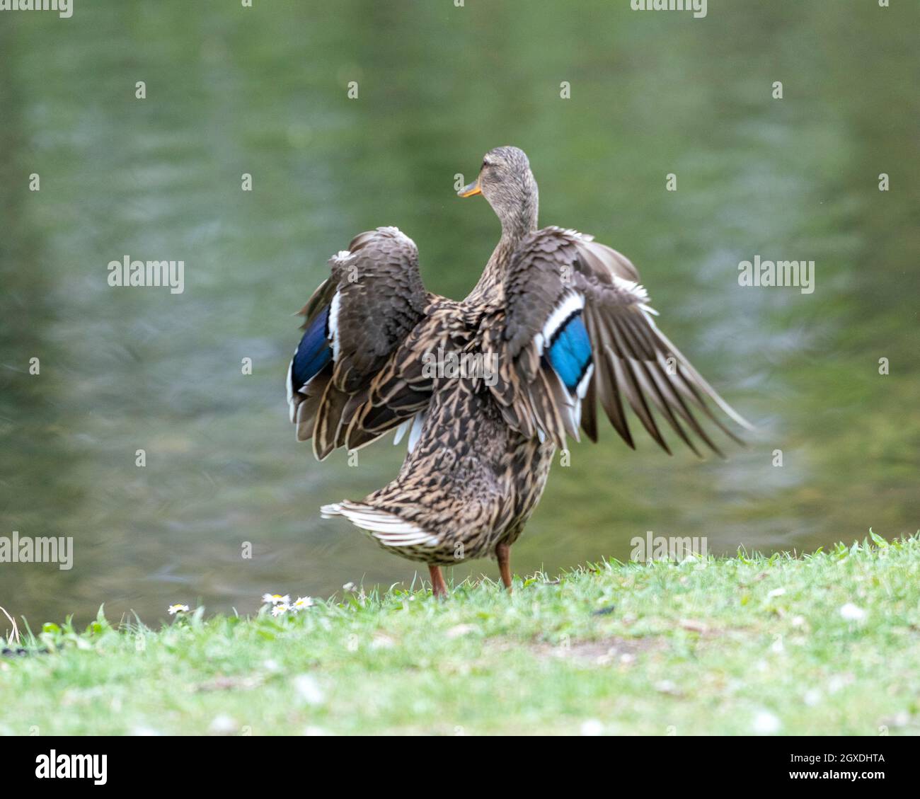 A duck romps in the meadow. She flaps her wings and is very active and ...