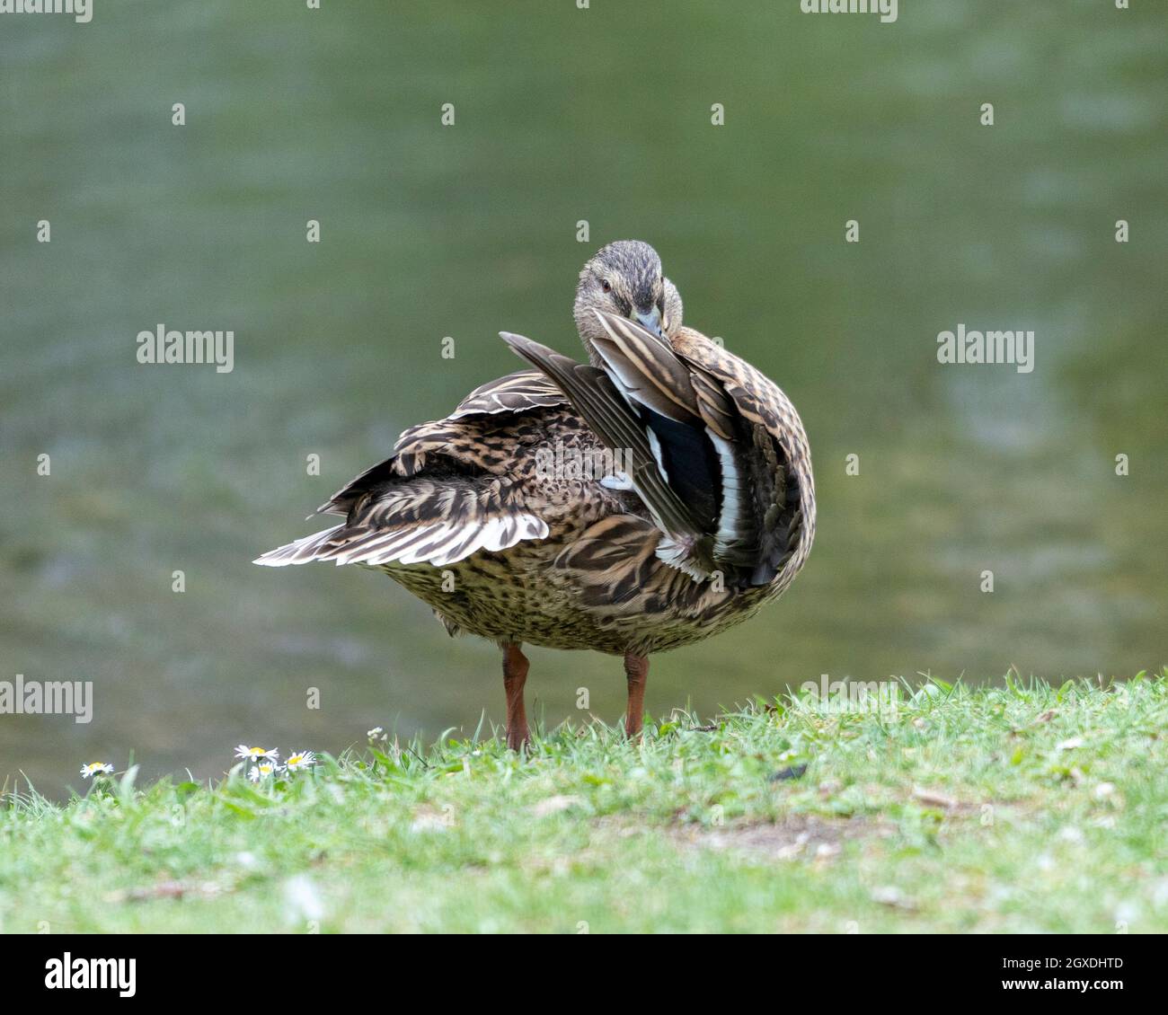 A duck romps in the meadow. She flaps her wings and is very active and ...