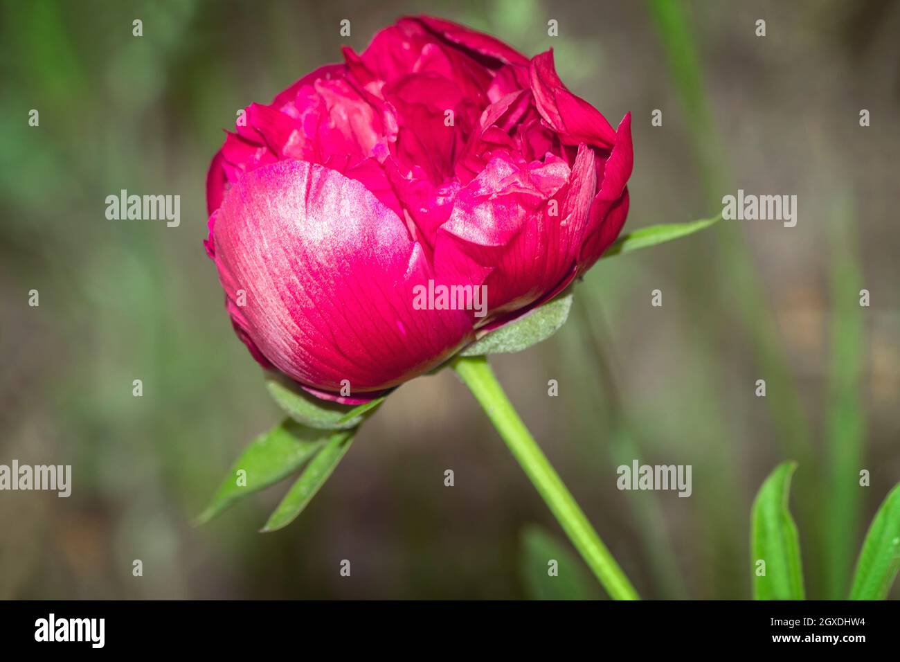 The beautiful pink large peony blossoming in a garden, is photographed ...