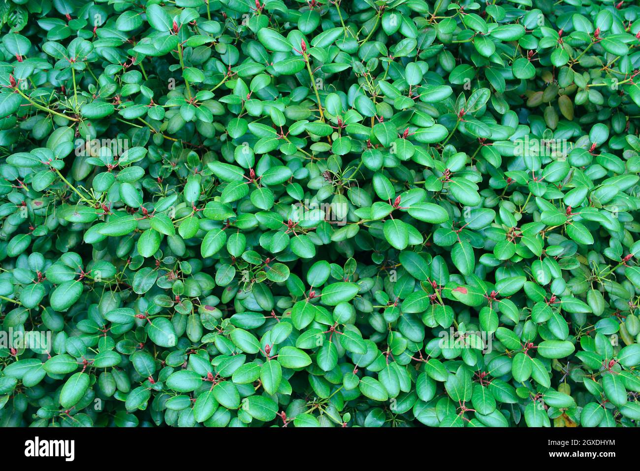 Green natural texture. Textured background. Foliage of plant. Texture ...