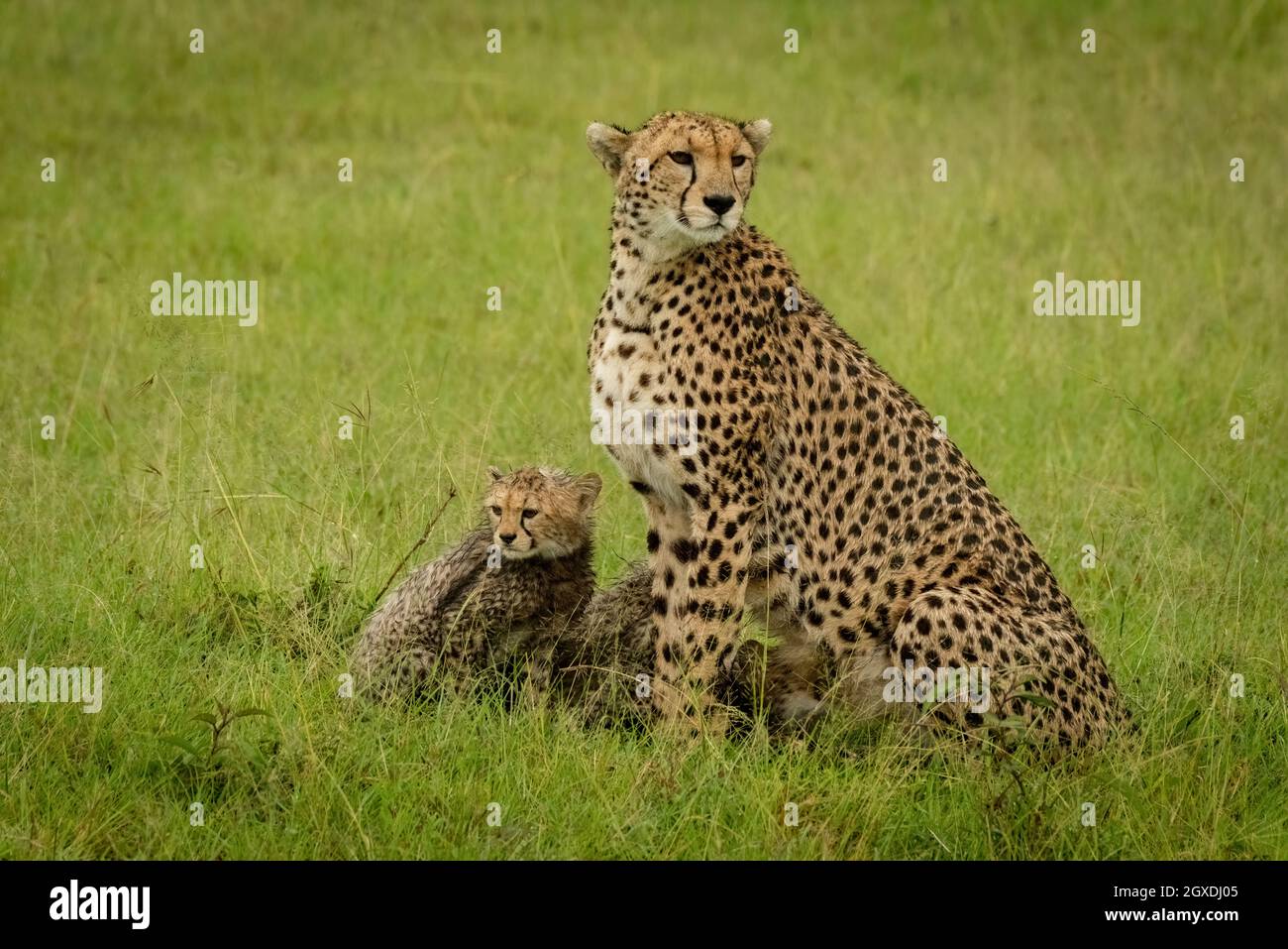 Cheetah and cub sit together in grass Stock Photo - Alamy