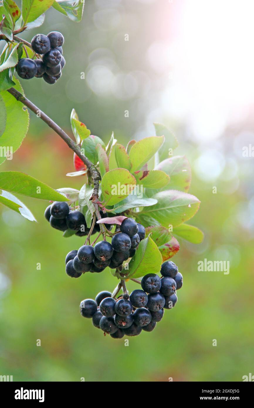 Bunch of ripe black berries of black chokeberry. Berries of Aronia melanocarpa on branch. Useful ...