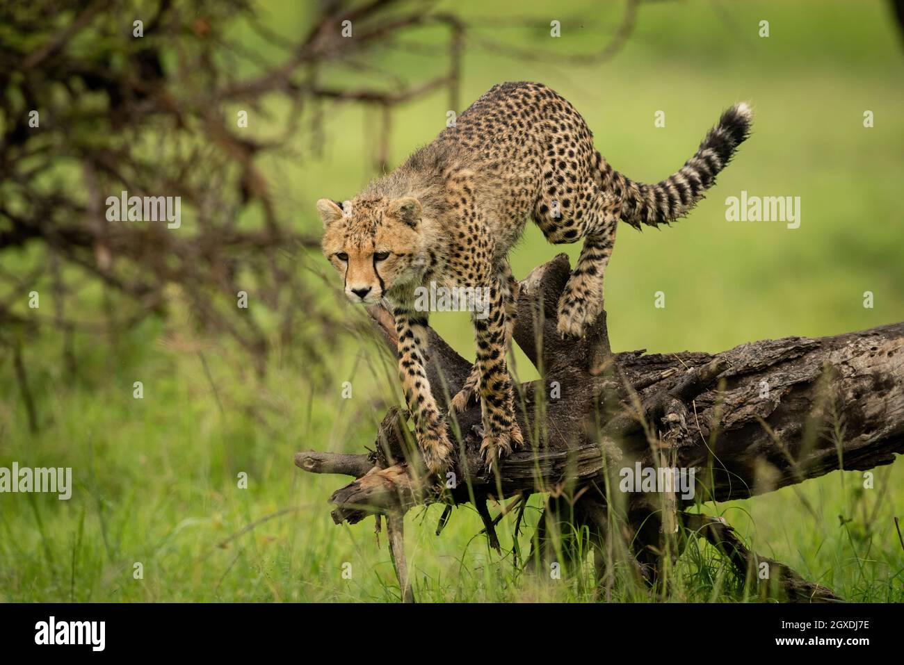 Cheetah jump hi-res stock photography and images - Alamy