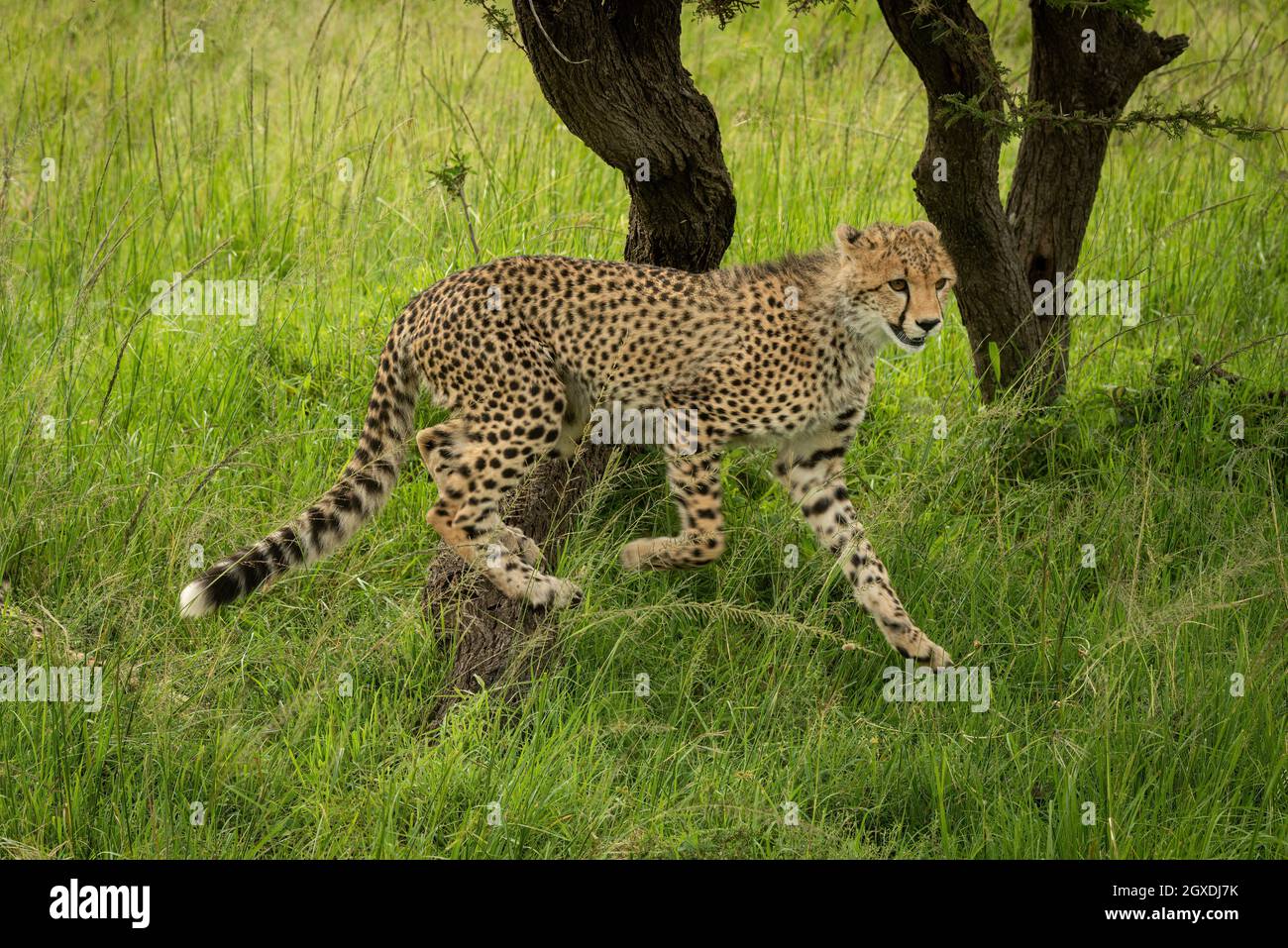Baby cheetah tree hi-res stock photography and images - Alamy