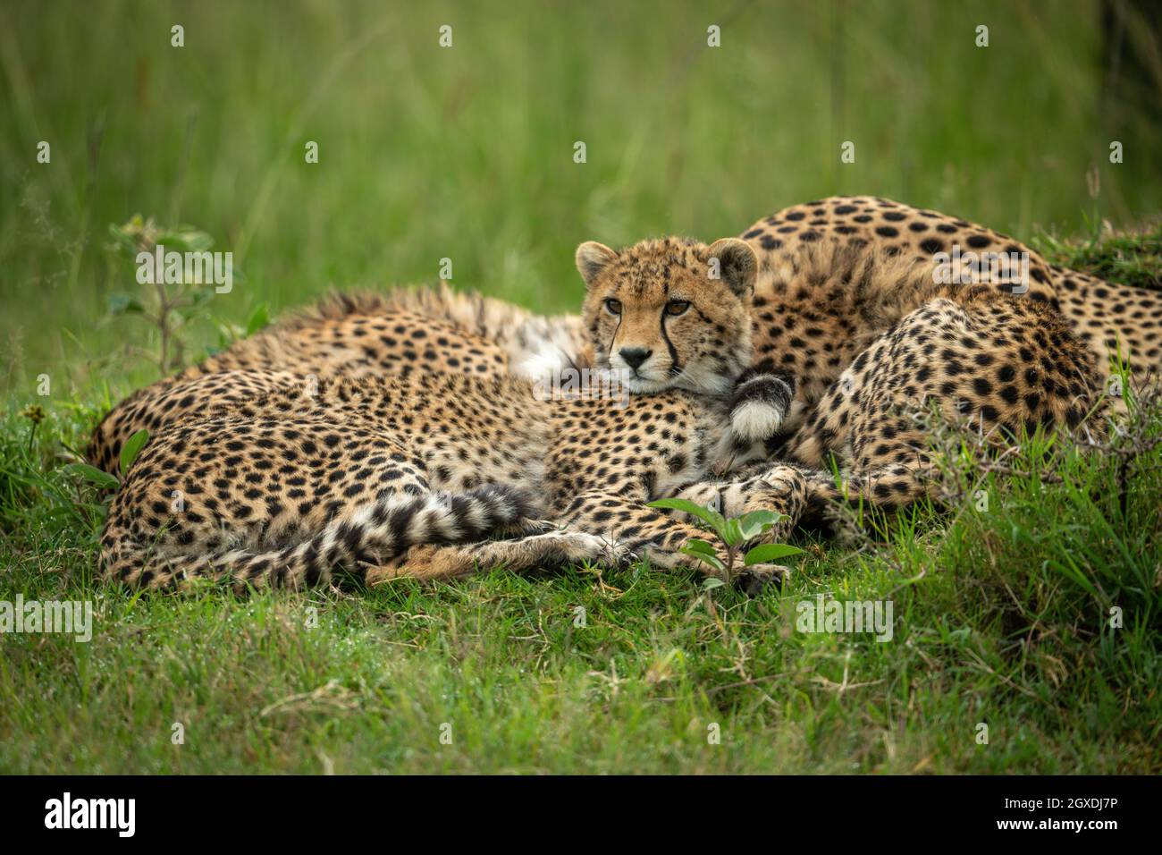 Cheetah cub lies by mother in grass Stock Photo - Alamy