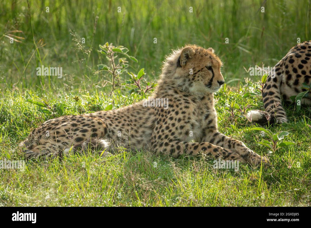 Cheetah cub lying near mother in grass Stock Photo - Alamy
