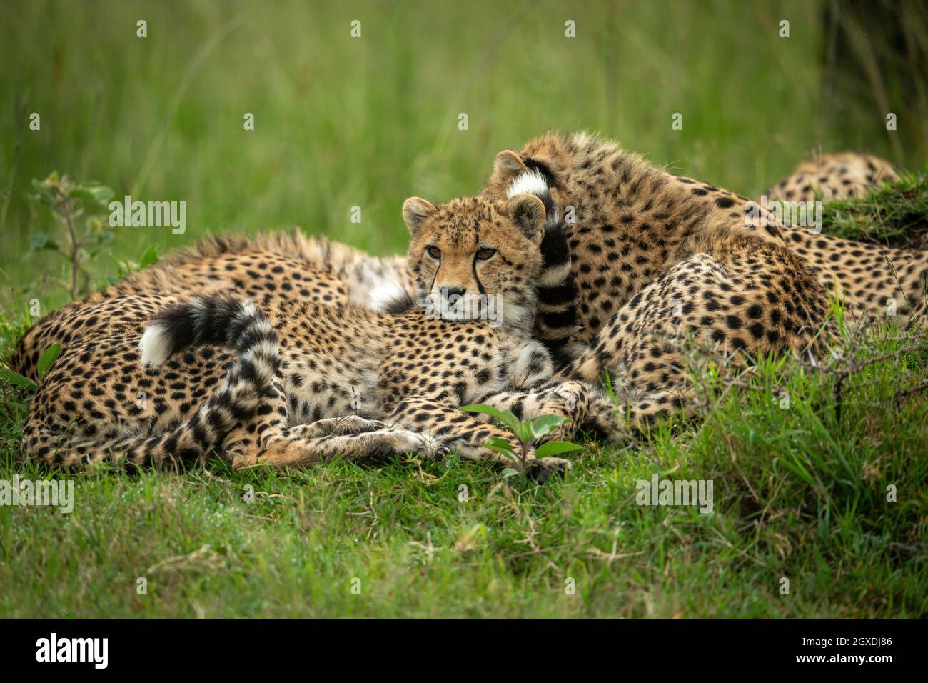 Cheetah cub lying beside mother on grass Stock Photo - Alamy