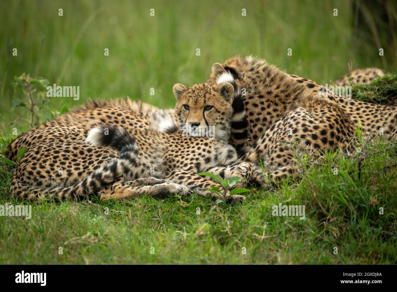 Cheetah cub lying beside mother in grass Stock Photo - Alamy