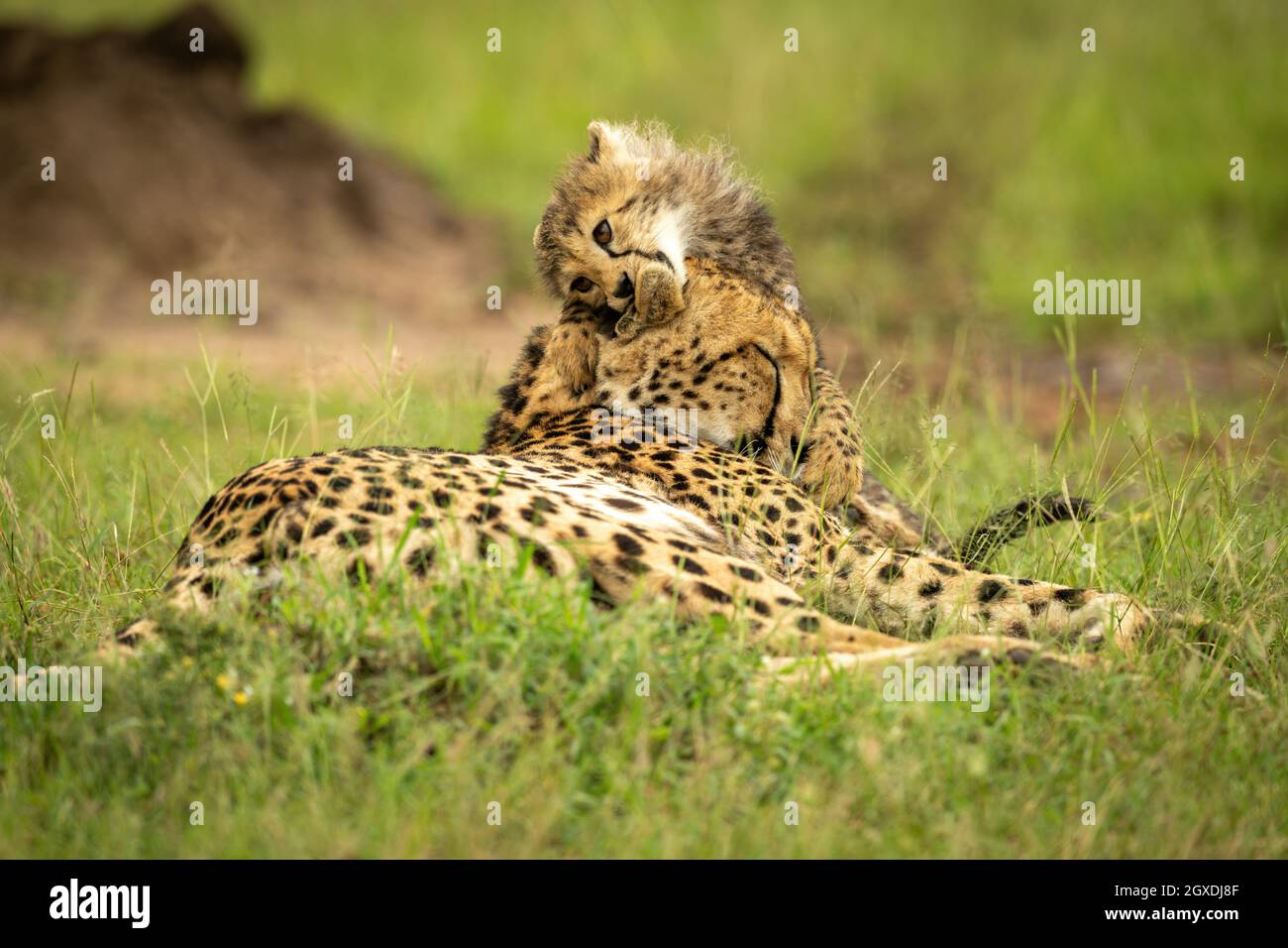 Cheetah cub lying on head of mother Stock Photo - Alamy