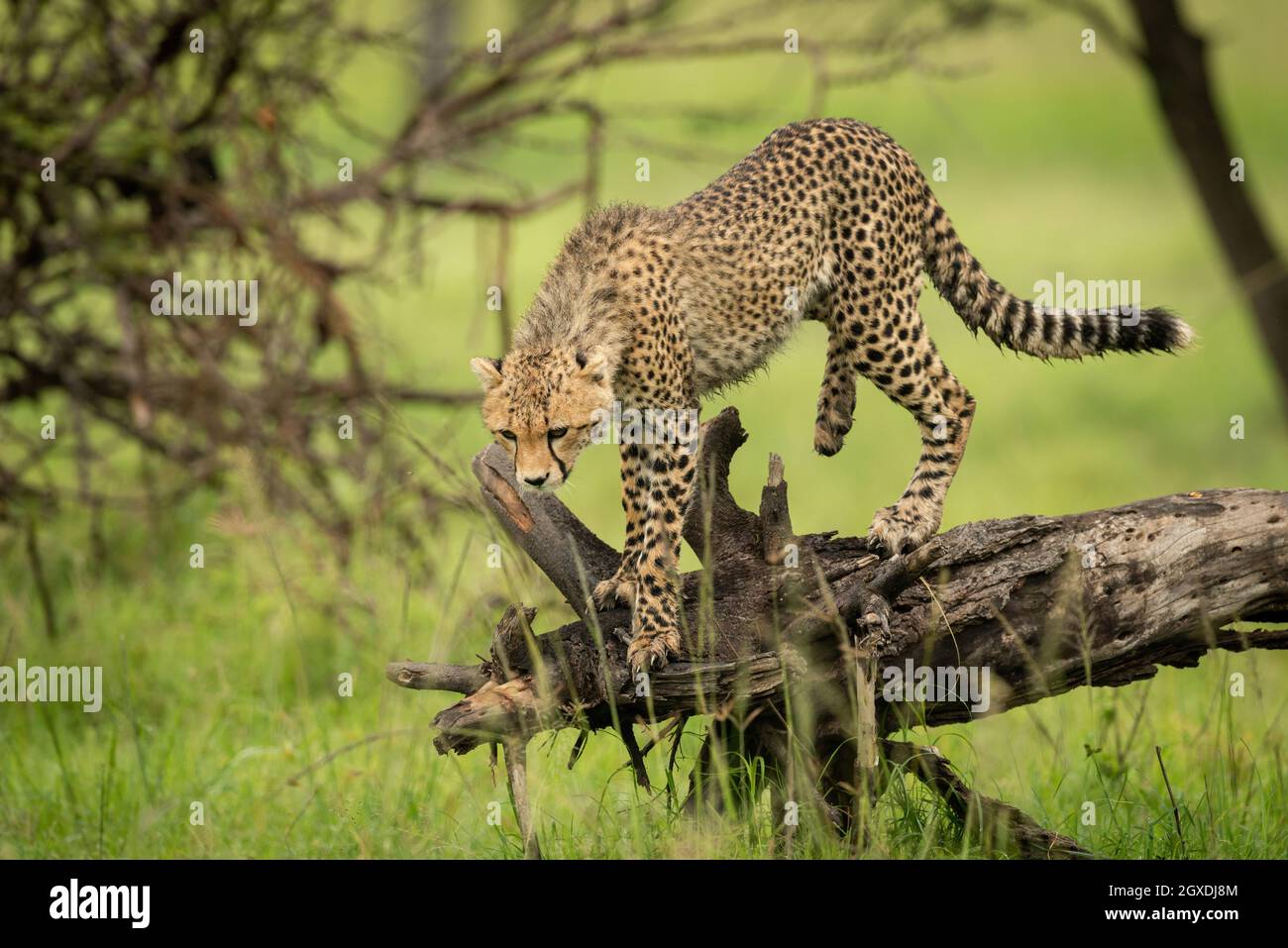 Cheetah cub ready to jump off log Stock Photo - Alamy