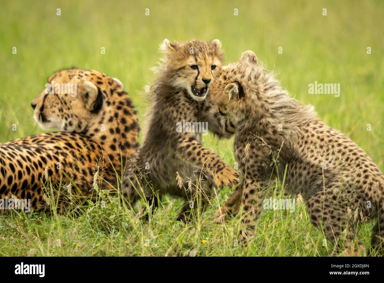 Cheetah fight hi-res stock photography and images - Alamy