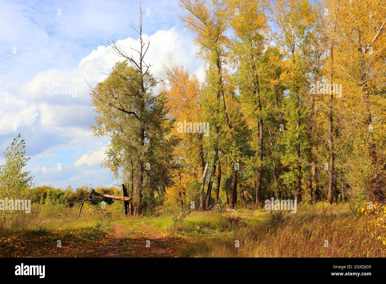autumn landscape in forest with way Stock Photo - Alamy