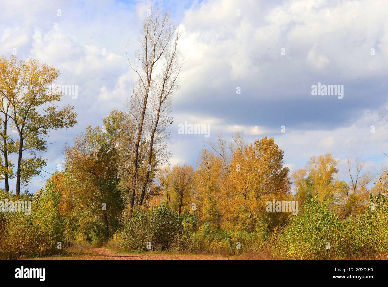 autumn landscape in forest with way Stock Photo - Alamy