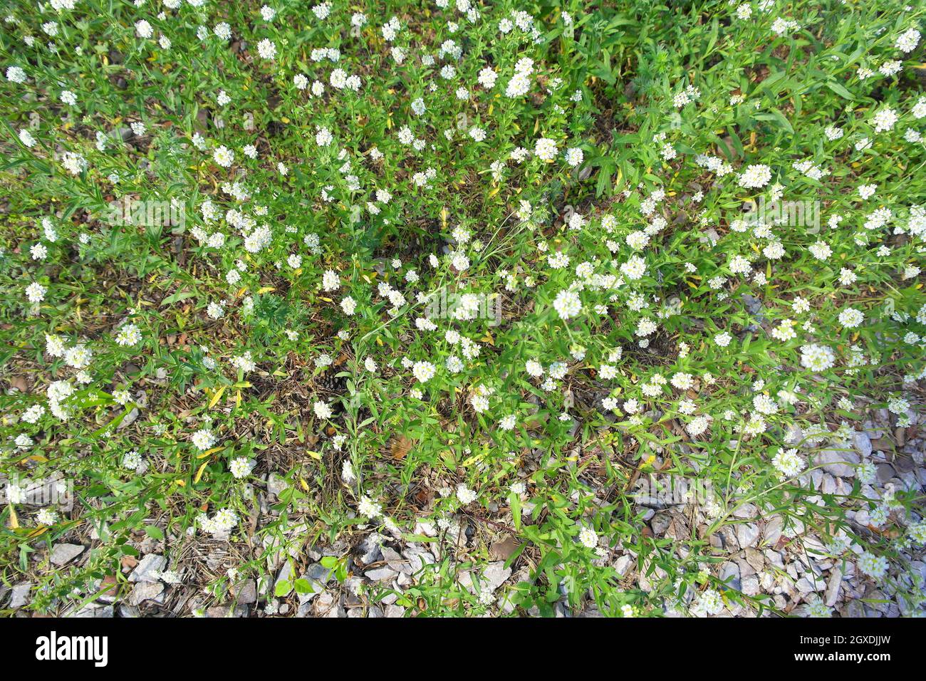texture nature on field with green grass and flowers Stock Photo - Alamy