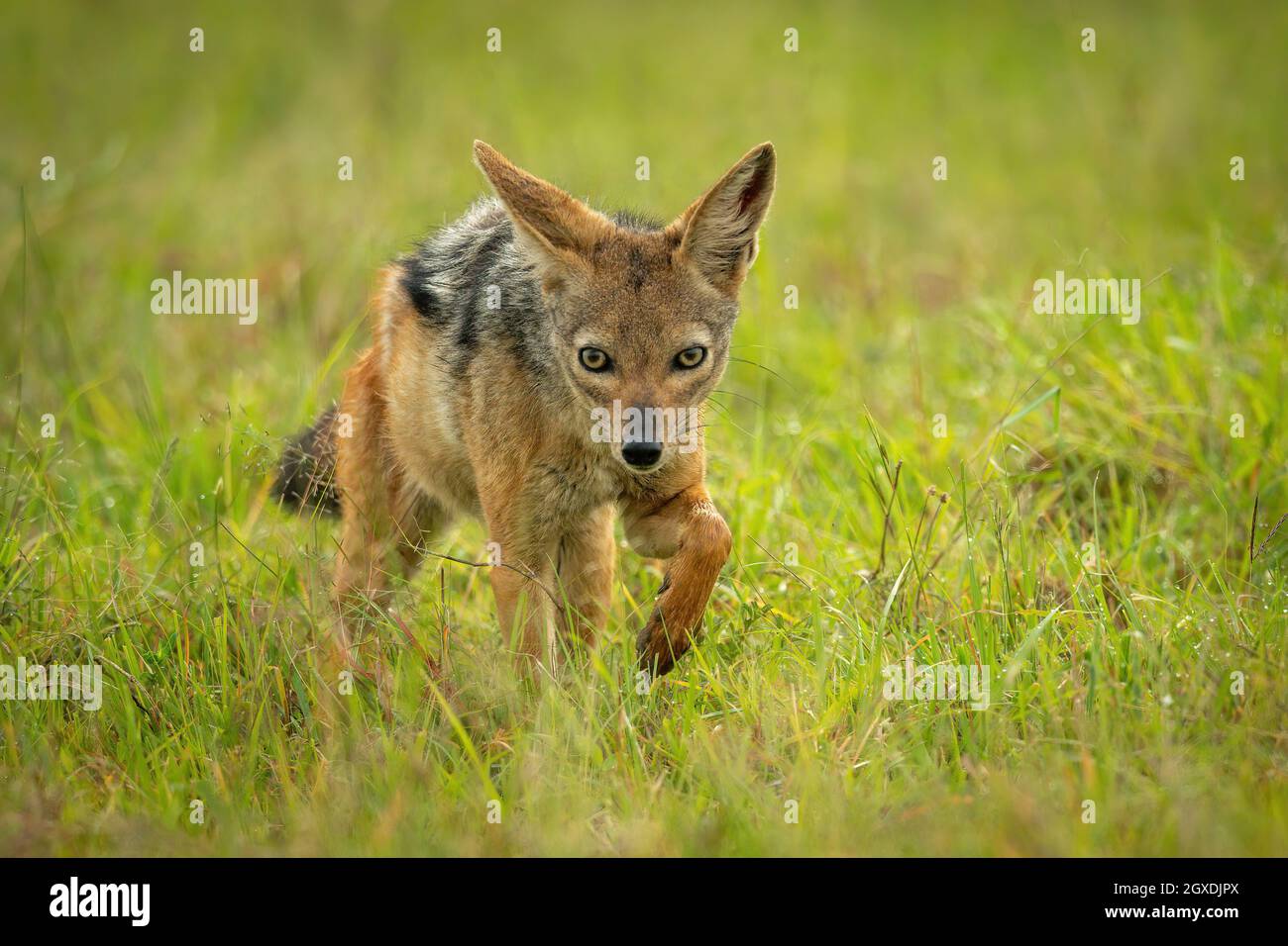 Black-backed jackal walks through grass lifting paw Stock Photo - Alamy