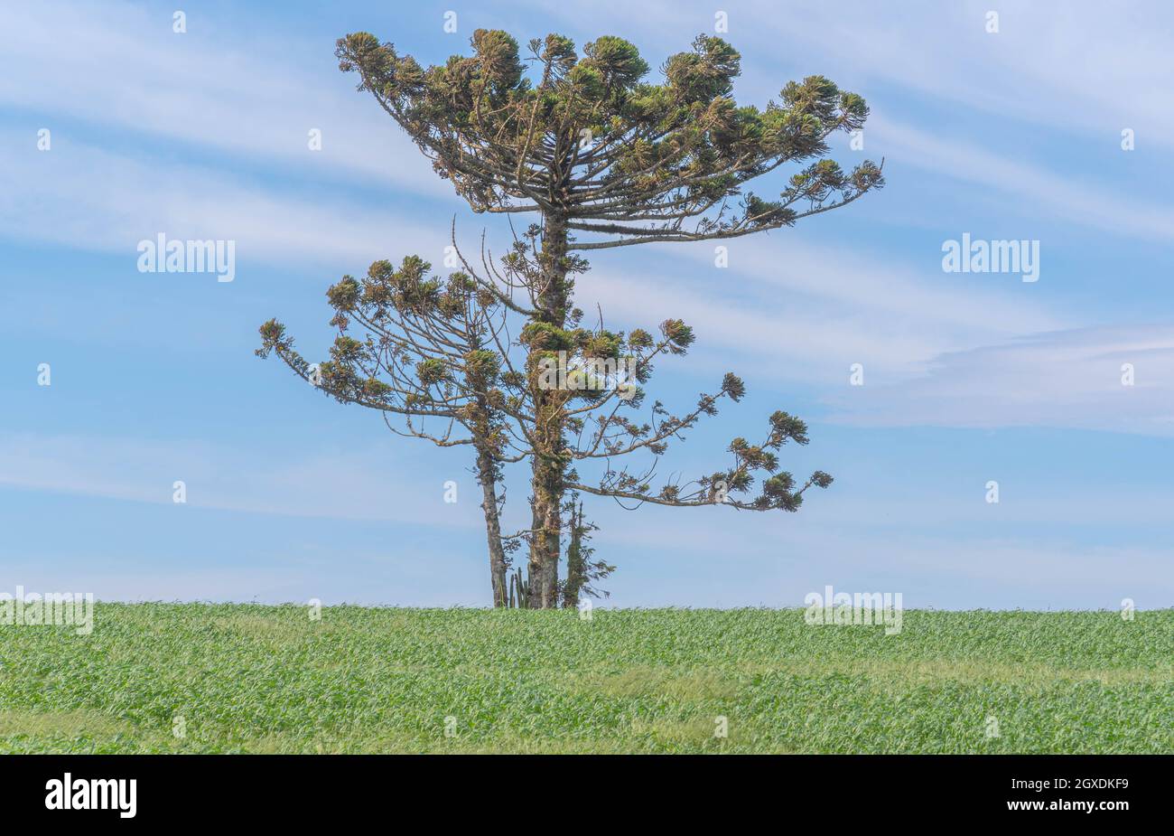 Auaucária angustifolia tree in pasture and agricultural production ...