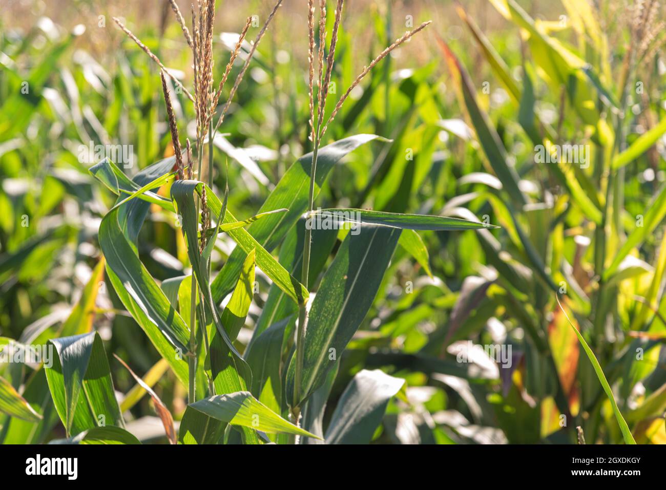 Corn plantation in ear formation stage. Cereal grown in much of the ...