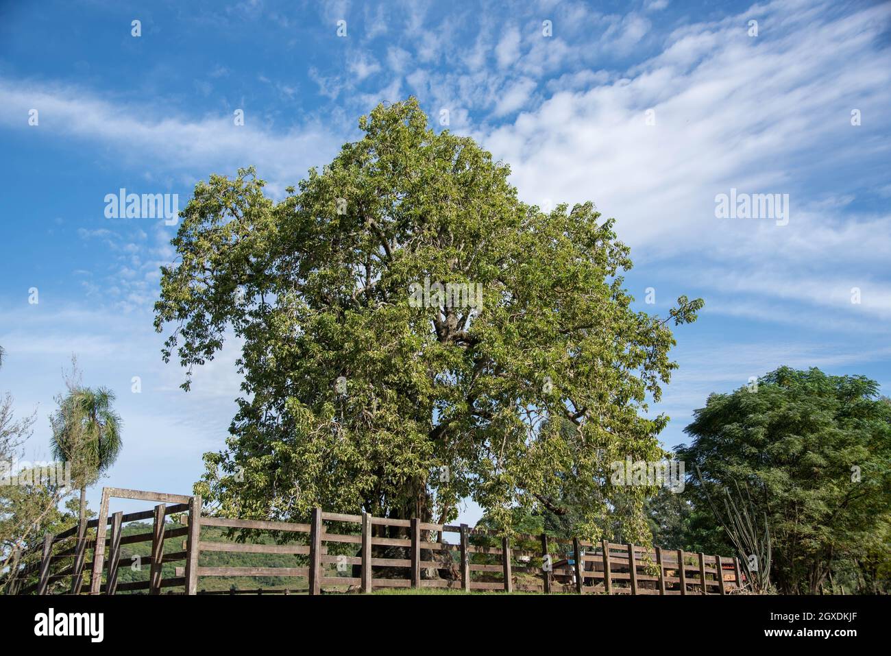Centenary tree of Úmbu (Phytolacca dioica) and in the background the ...