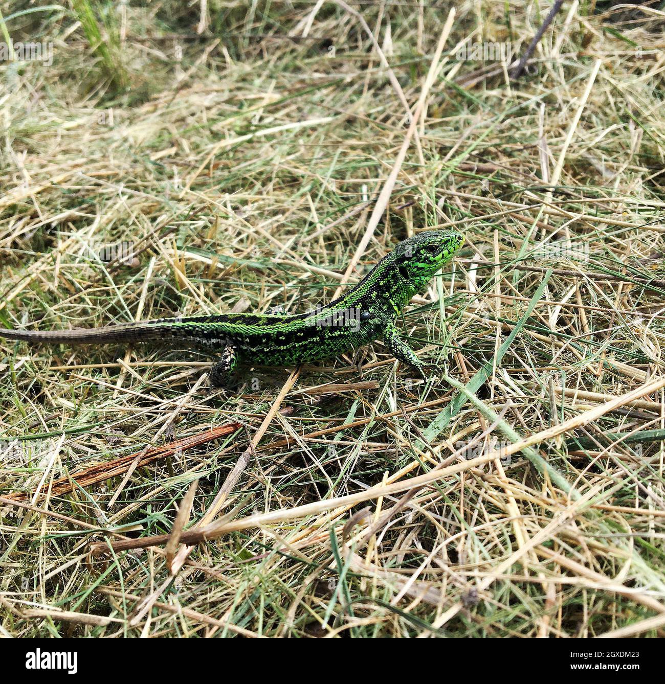 Baby monitor lizard hi-res stock photography and images - Alamy